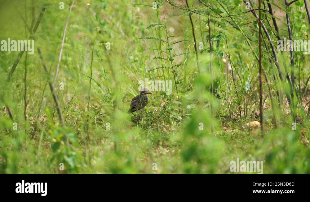 Indian Thick-nee or Indian stone-curlew rare birds in Thailand and ...