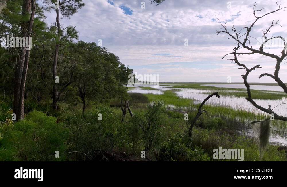 Coastal swamp and marshland area near Beaufort SC and Fripp Island SC ...