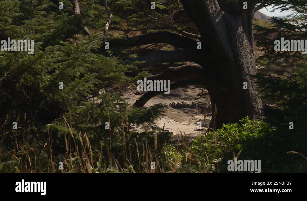 Huge Tree Trunk In The Forest Park Of Cape Perpetua On Oregon Coast ...