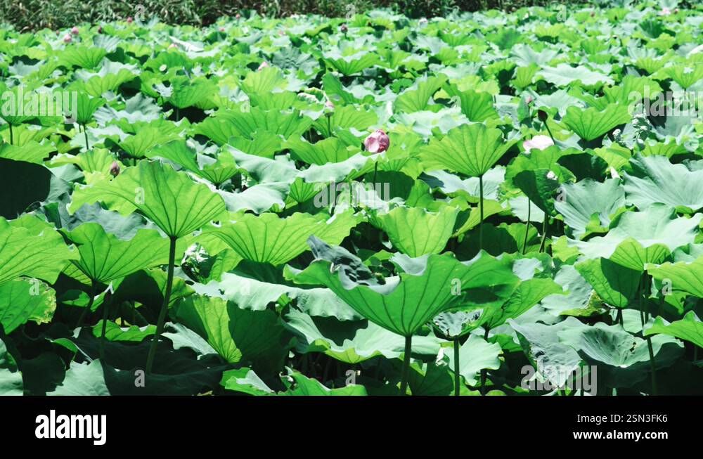4k cinematic footage of a holy lotus lac in Tokyo Stock Video Footage ...