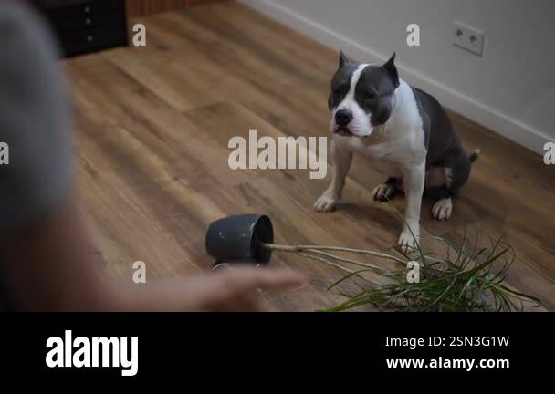 An American Pit Bull Terrier stands with its head lowered, looking ...