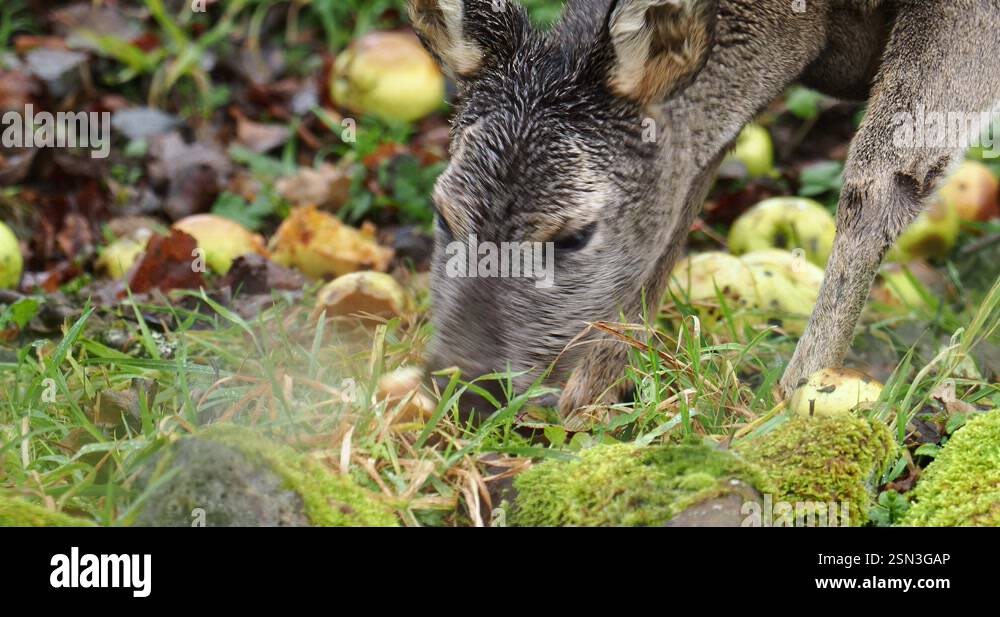 A Roe Deer, Capreolus capreolus eating apples in a garden in Ambleside ...