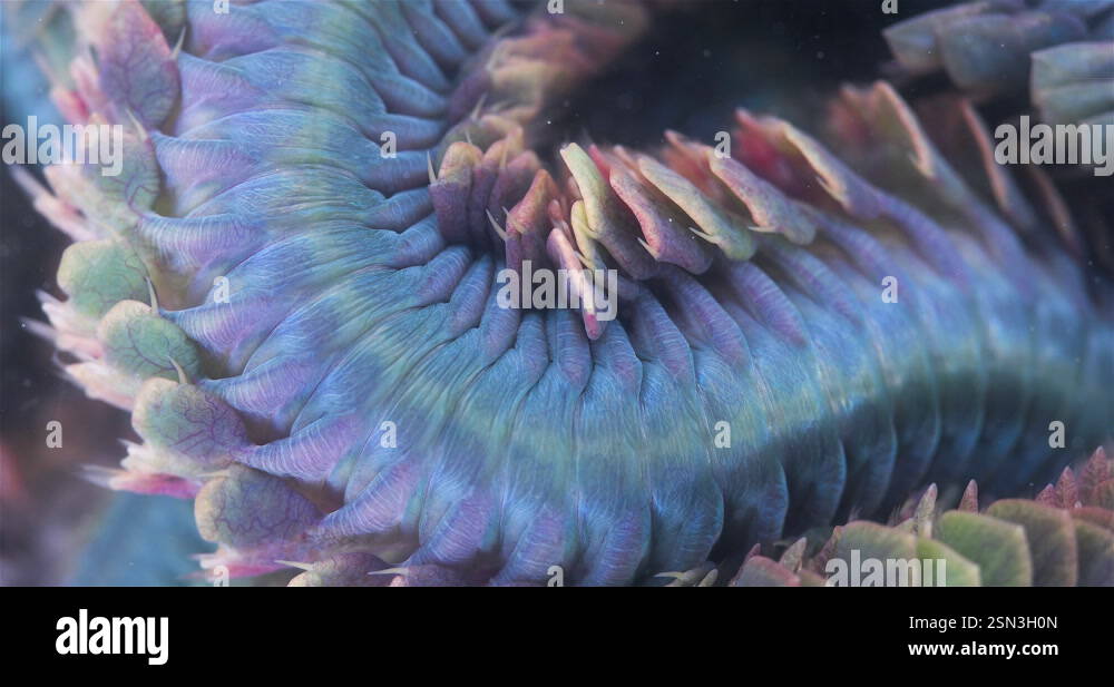 Worm Polychaeta Nereis virens (Alitta virens) from family Nereididae ...