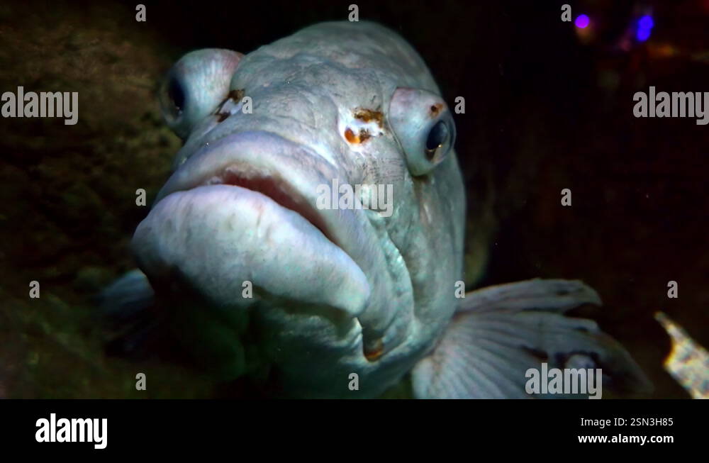 Giant Grouper fish with big lips, up-close coral reef sea weird ...