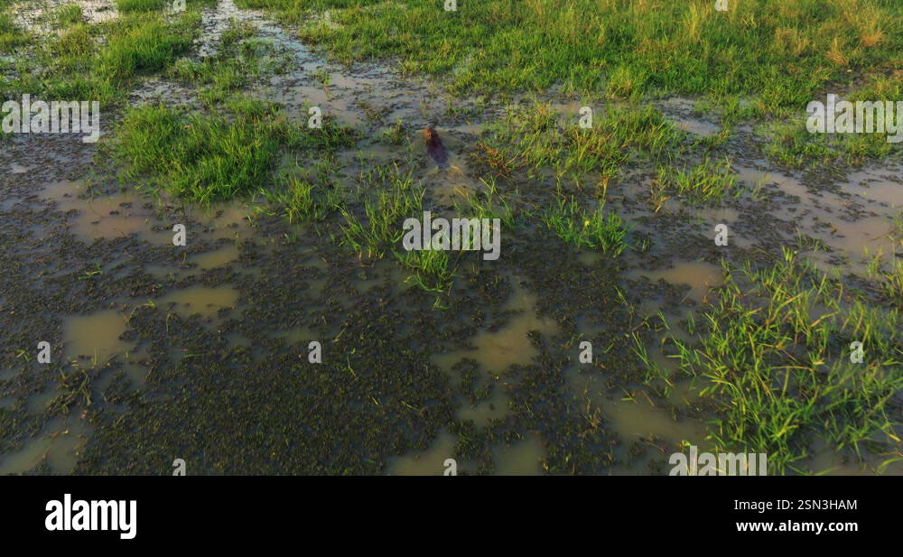 Capybara in marsh Stock Videos & Footage - HD and 4K Video Clips - Alamy
