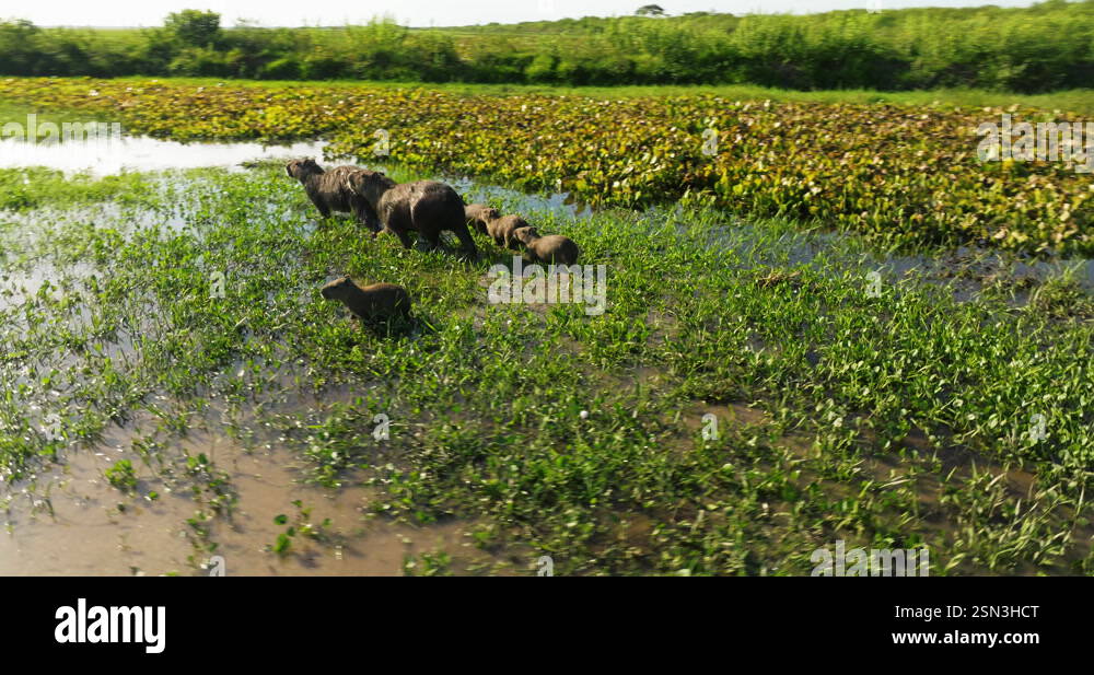 Family Of Capybaras In Green Swamp In Los Llanos, Apure, Venezuela ...