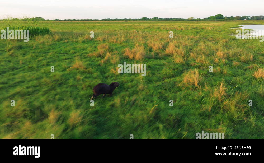 Rodent farm Stock Videos & Footage - HD and 4K Video Clips - Alamy