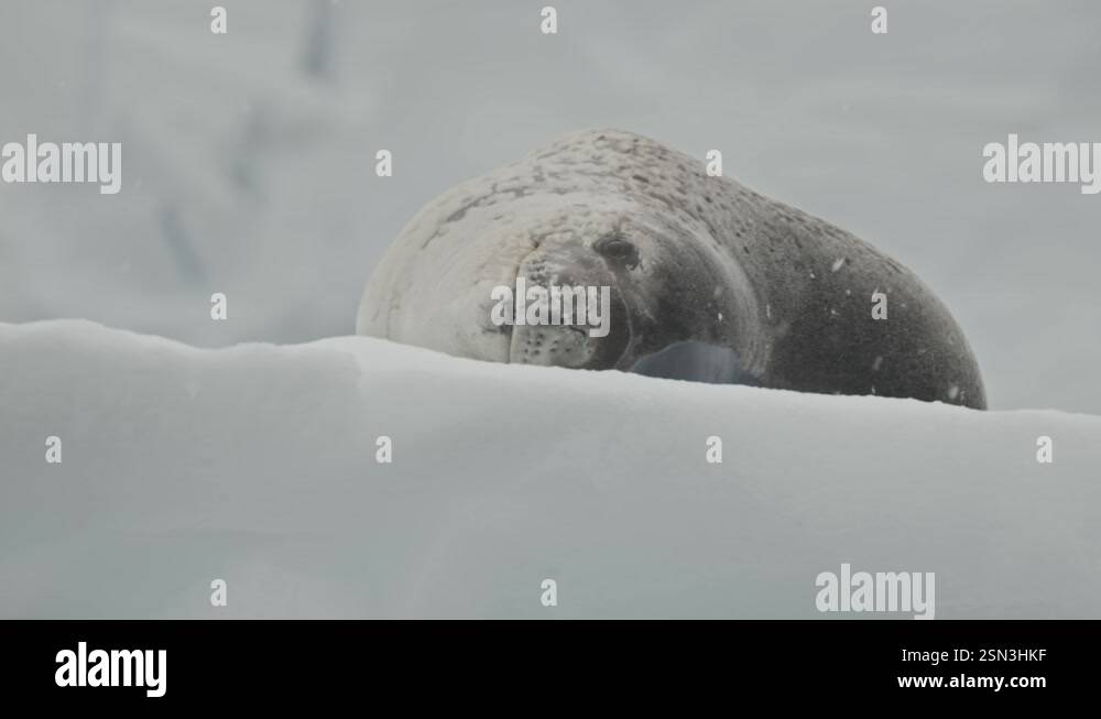 Gimbal shot around leopard seal lying on ice in Antarctica during ...