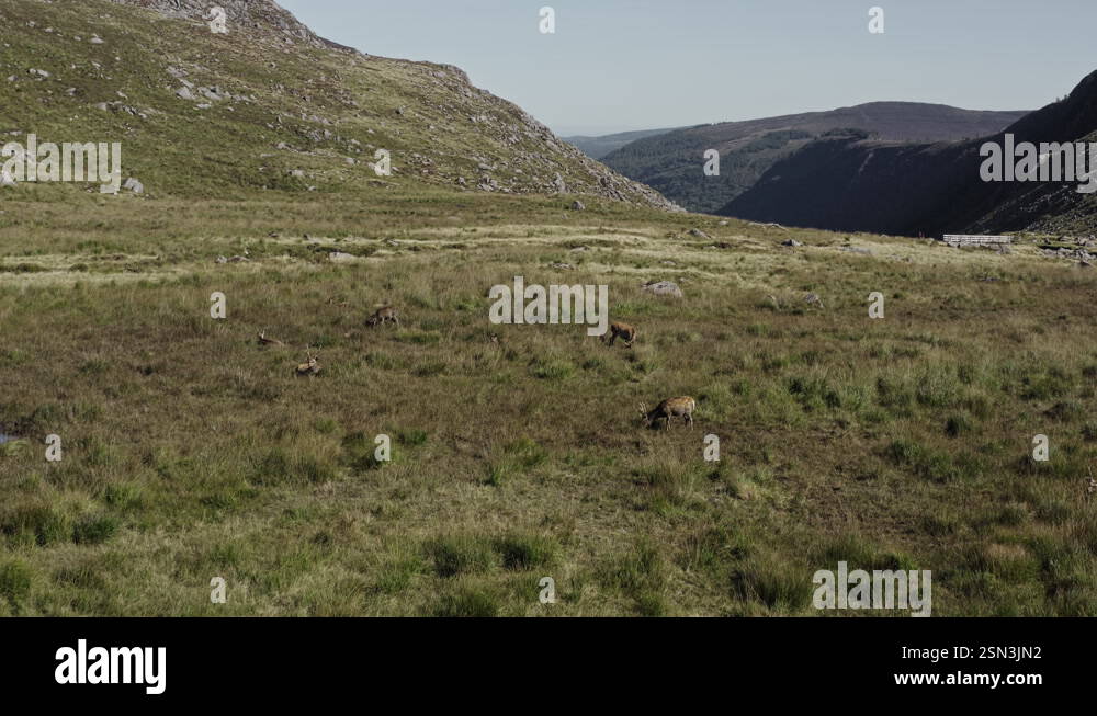 Explore the serene beauty of Glenealo Valley in Ireland through Stock ...