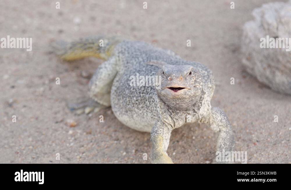 Spiny Tailed Lizard (dhub) rack focus close-up in the desert Stock ...
