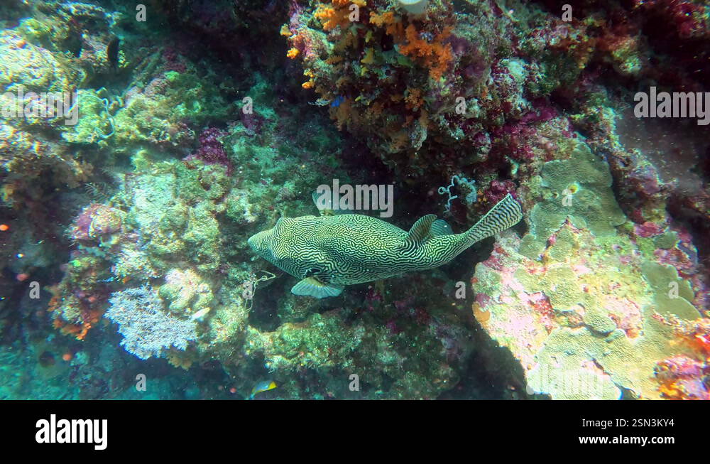 A map pufferfish displaying Turing patterning swims on a coral reef ...