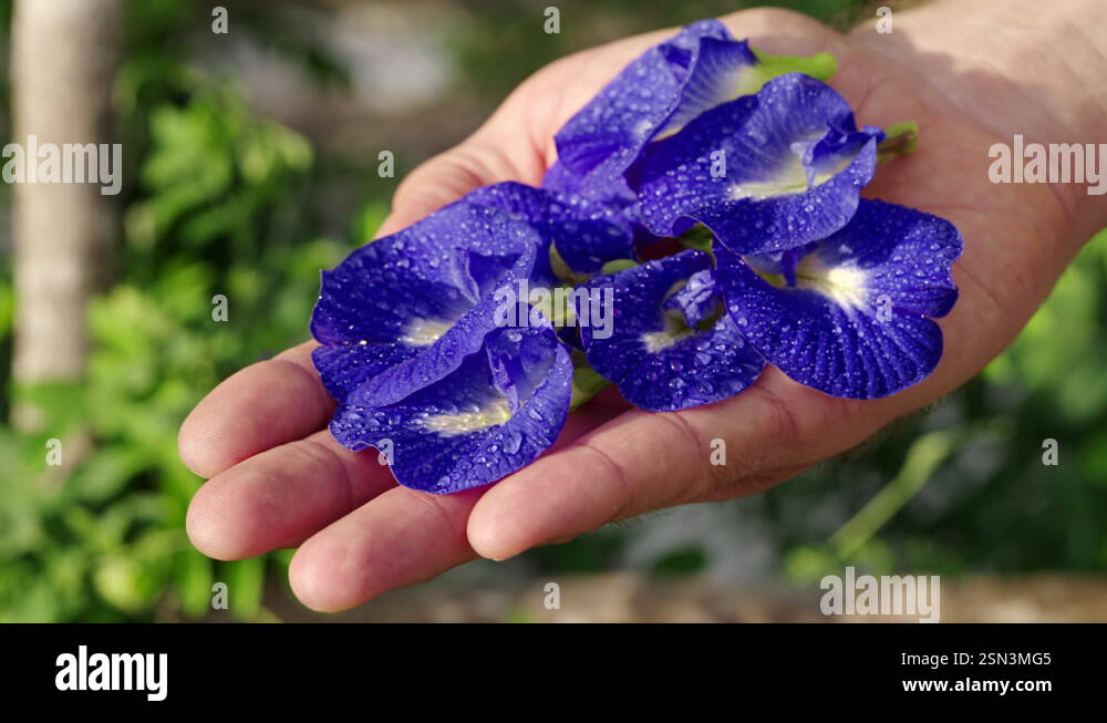 fresh blue butterfly pea flowers, clitoria ternatea, in farmer's hands ...