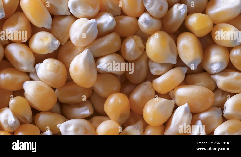 Top-down macro video of dry corn kernels for popcorn, camera moves left ...