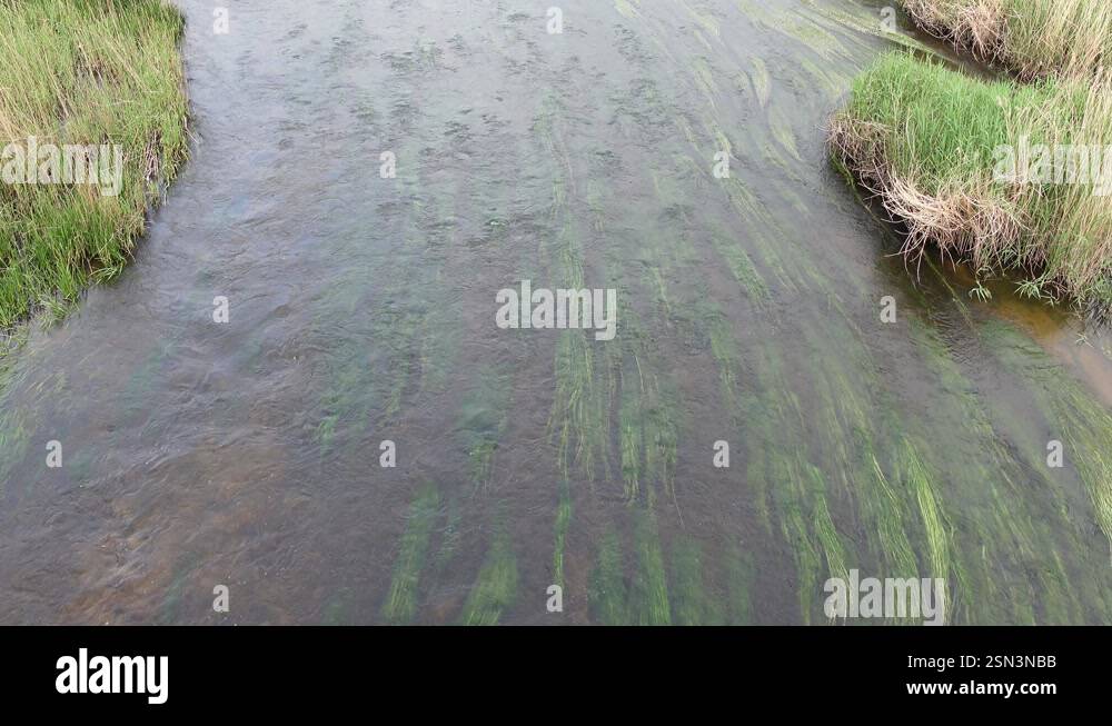 Overhead view of green algae in a river Stock Video Footage - Alamy