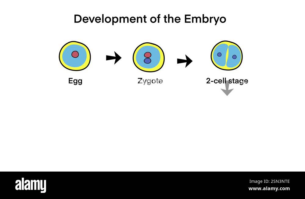 Stages egg development Stock Videos & Footage - HD and 4K Video Clips ...