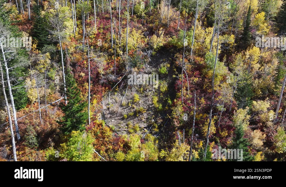 Aerial mountain autumn forest Utah close climb 4K Stock Video Footage ...