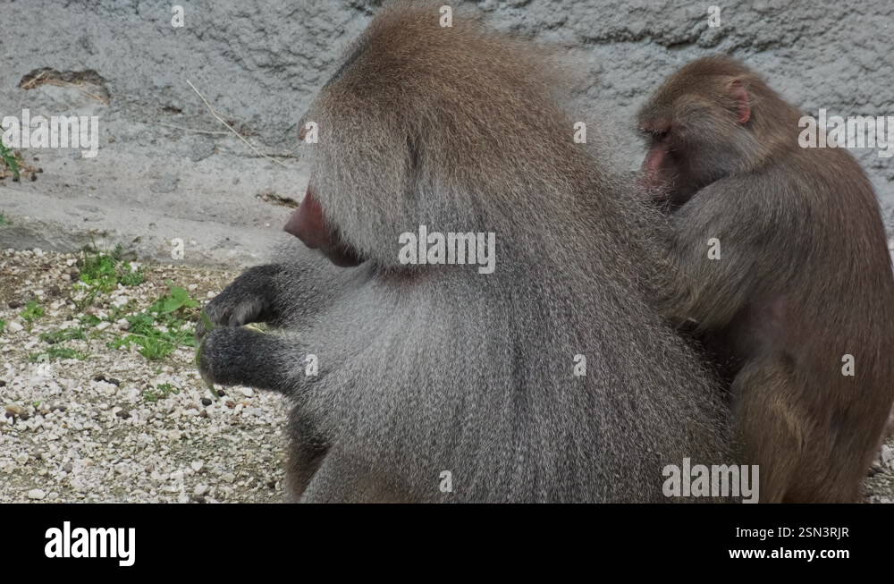 Pair of Baboon sitting on rock Stock Video Footage - Alamy