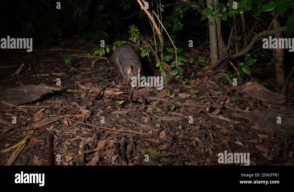 Possum Joey run on piggyback to mother's shoulder Stock Video Footage ...
