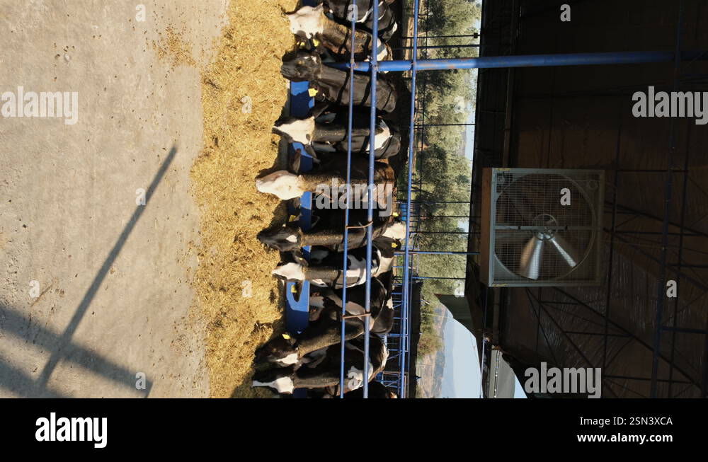 Modern Dairy Farm Operations: A Close Look at Cattle Care Stock Video ...