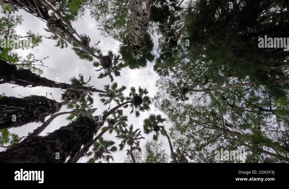 walking look from the bottom to the top of the trees, the movements of ...