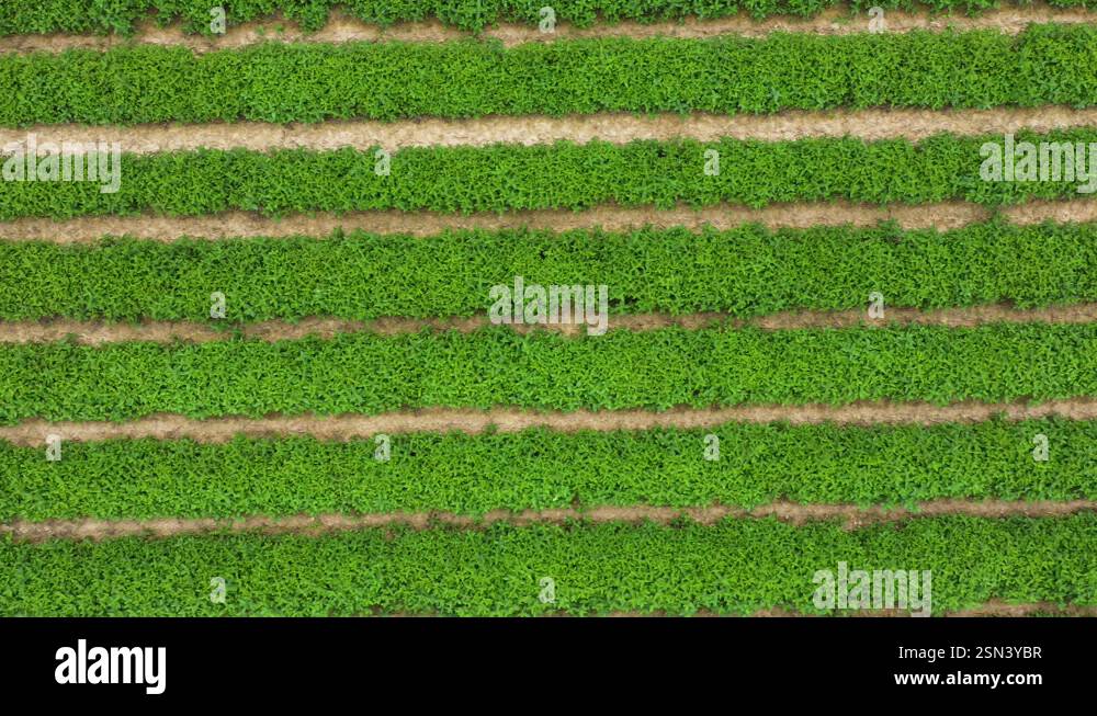 Agricultural field with sown spices. A field of mint, pepper, lemon ...