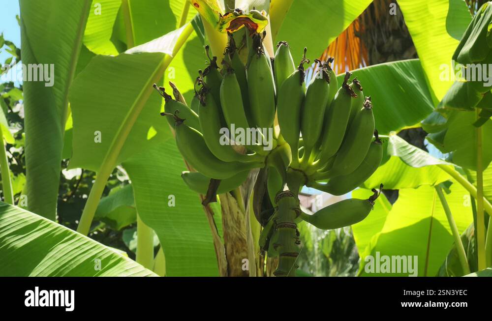 Banana tree, cultivated plant of the genus Banana Musa. Banana ...