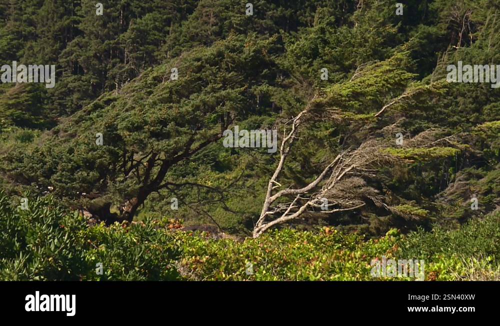 Wind twisted tree Stock Videos & Footage - HD and 4K Video Clips - Alamy