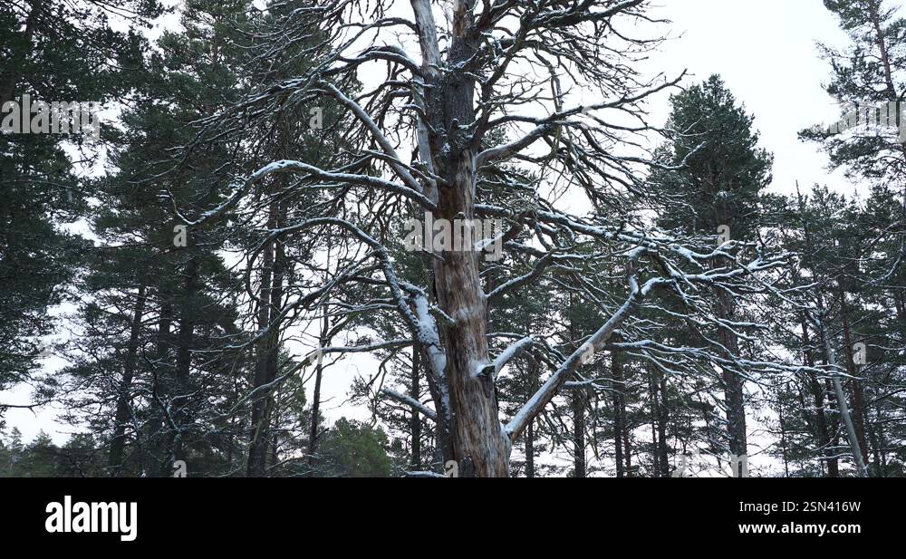 A dead Scots Pines in Anagach forest near Grantown on spey, part of the ...