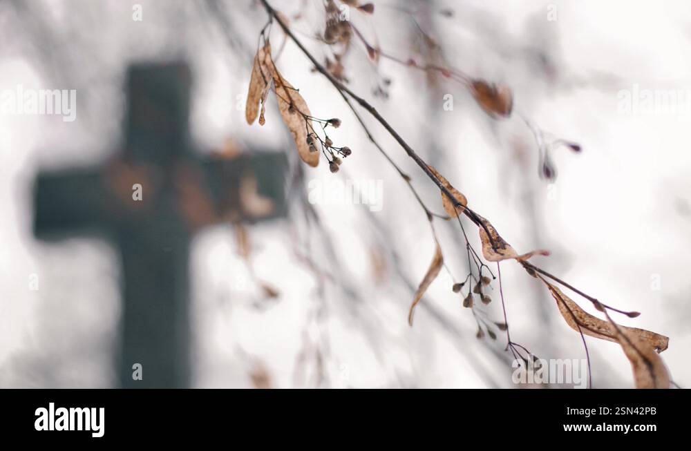 Linden tree in winter Stock Videos & Footage - HD and 4K Video Clips ...