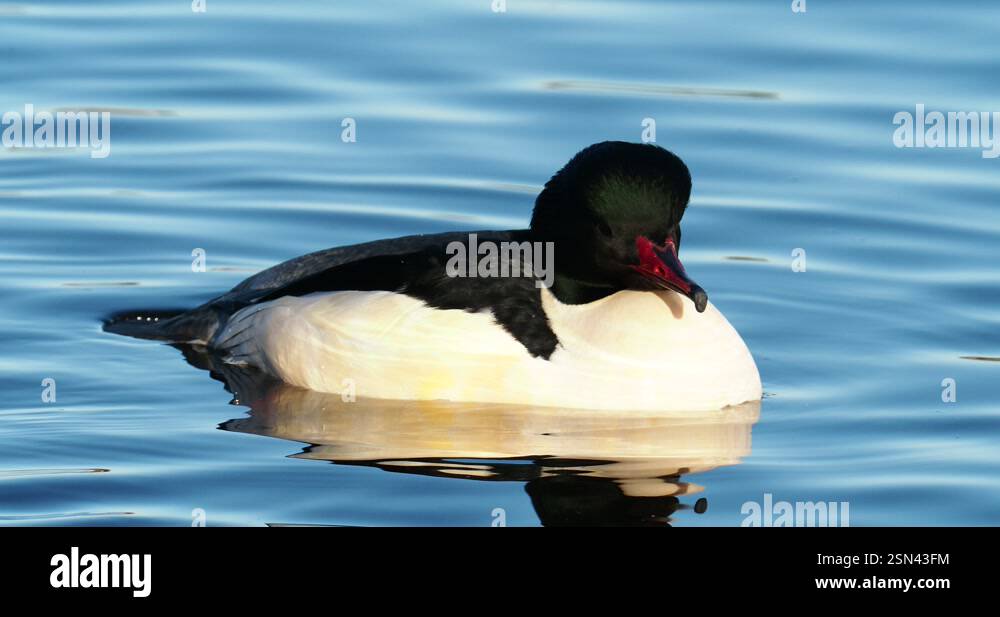 A male Goosander, Mergus merganser on Broadwood Loch, Cumbernauld ...