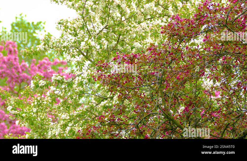 A Cape-May Warbler perches on a tree with pink blossoms before flying ...