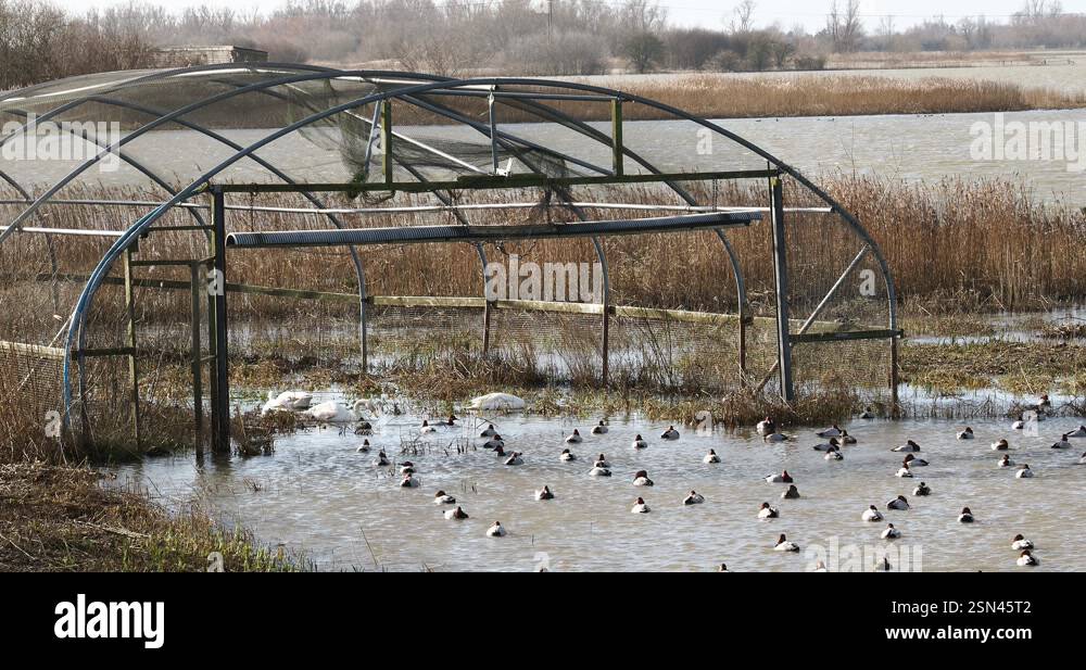 Trap birds Stock Videos & Footage - HD and 4K Video Clips - Alamy