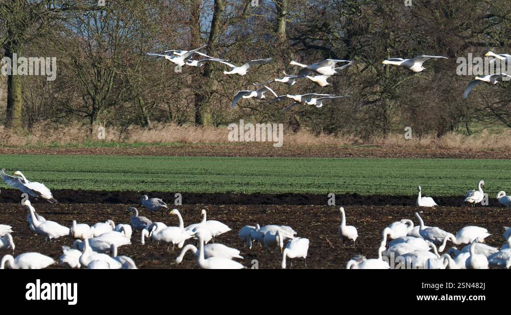 Whooper Swan; Cygnus cygnus flying in to land on farmland near the Nene ...
