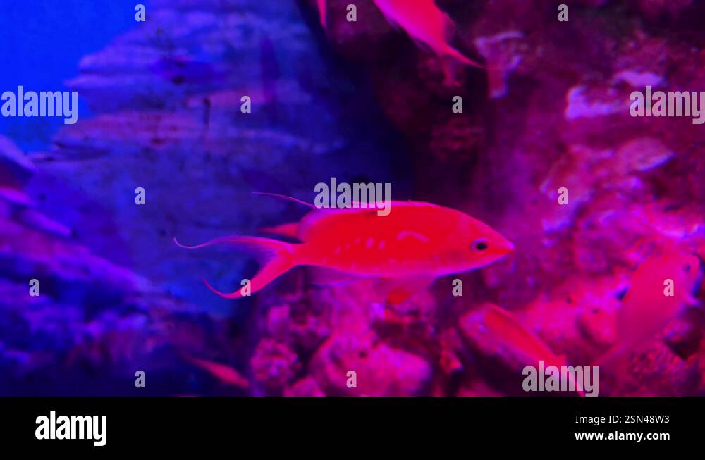 A bright red fish swims in an aquarium tank under purple lighting in ...