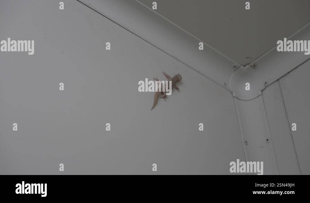 Lizard on corner of hotel room, white wall background accommodation ...