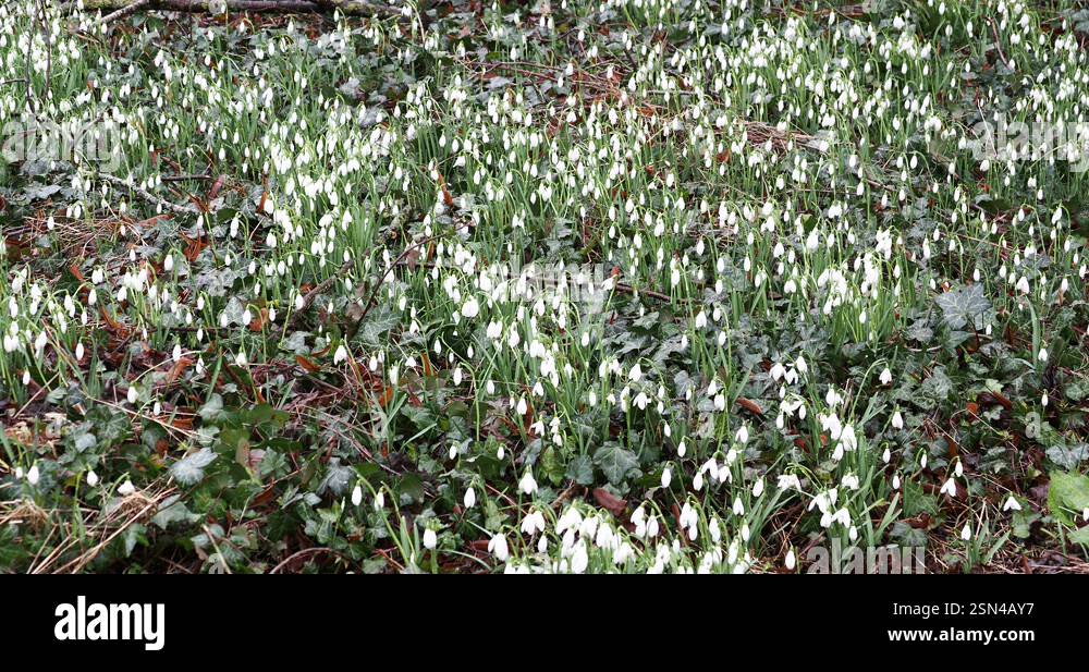 Snowdrop, Galanthus nivalis in Wooler in Northumberland, UK Stock Video ...