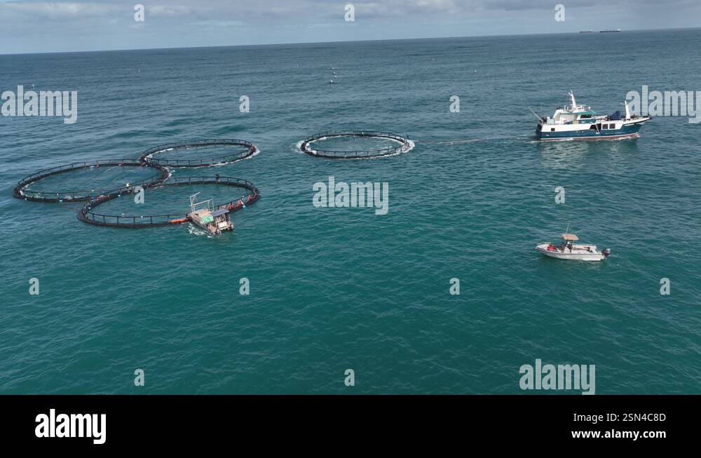 A Mid sized marine vessel tows four fish farms along the west ...