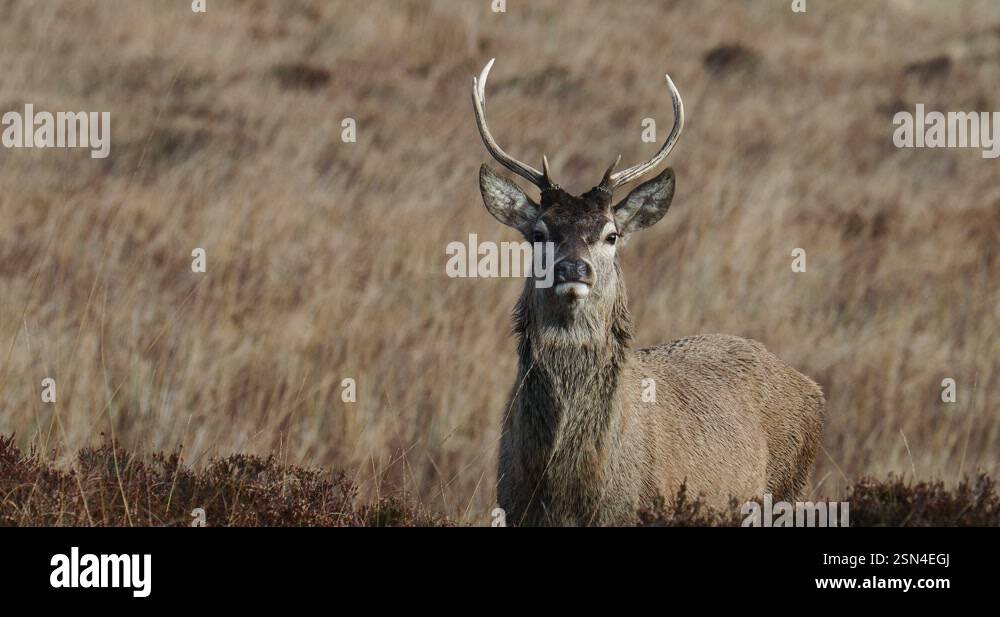 Red Deer, Cervus elaphus near Portnahaven on Islay, Scotland, UK Stock ...