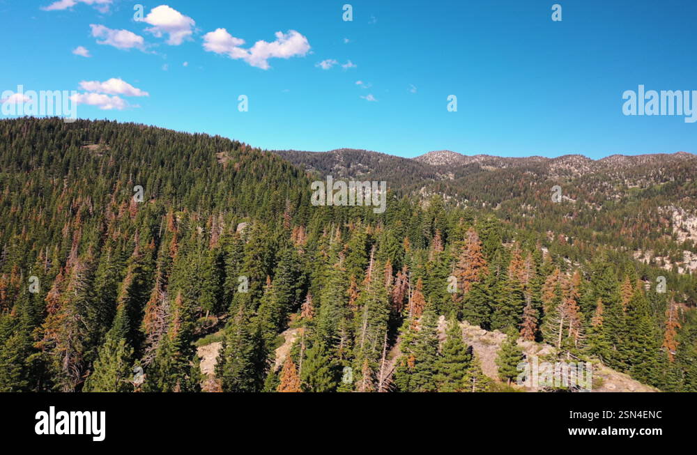 An aerial view glides over tree-filled hills in Tahoe, revealing a ...