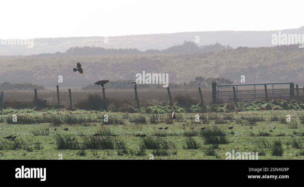 A Golden Eagle, Aquila chrysaetos being mobbed by Hooded Crows on Islay ...