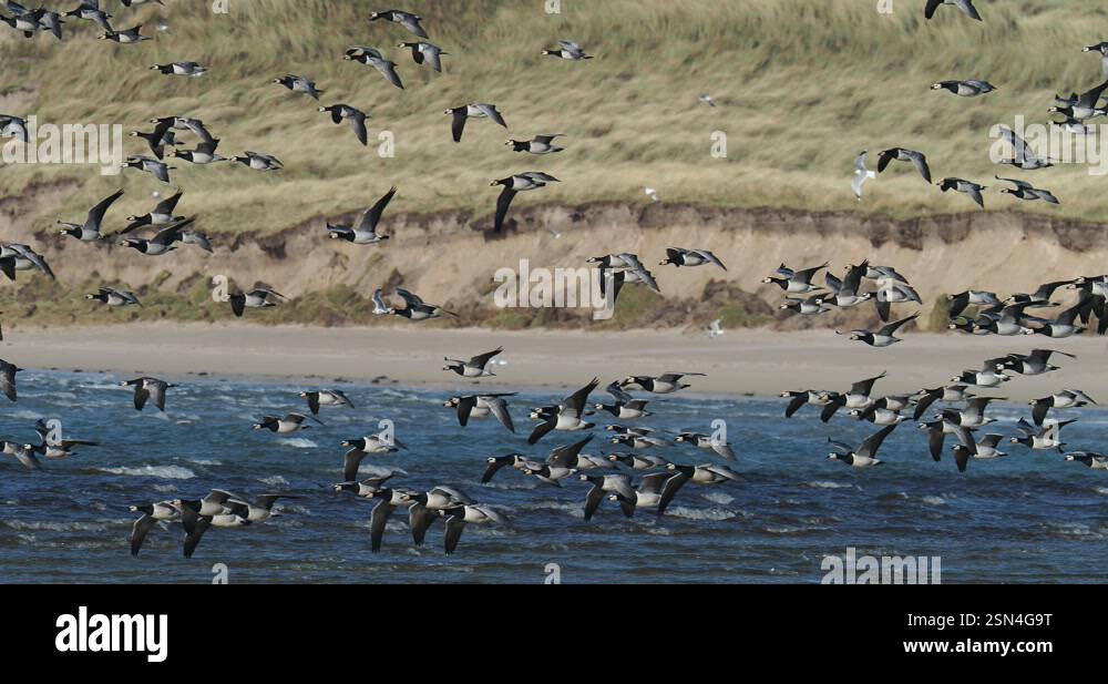A flock of Barnacle Goose, Branta leucopsis on Islay, Scotland, UK ...