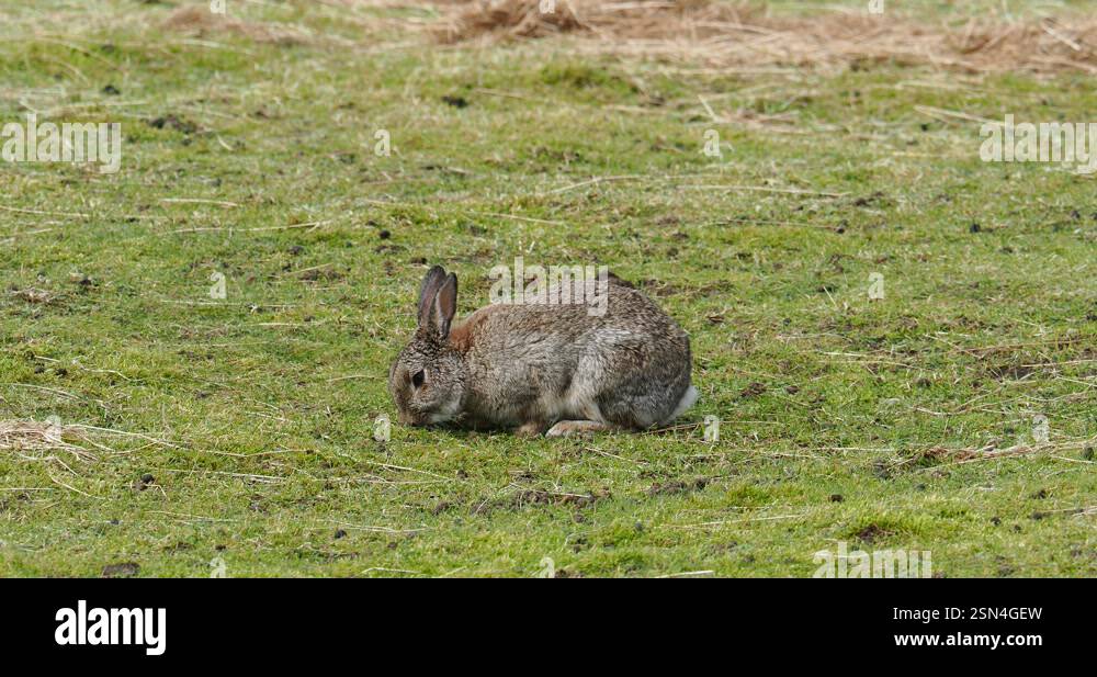 A Rabbit, Oryctolagus cuniculus on Islay, Scotland, UK Stock Video ...