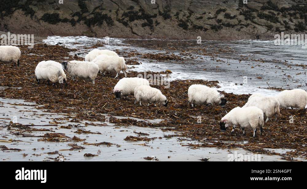Sheep feeding on seaweed on the beach at Sanaigmore on Islay, Scotland ...