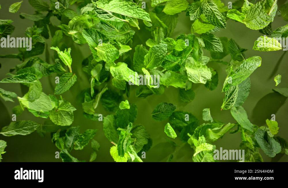 Super Slow Motion Shot of Fresh Mint Leaves Exploded Towards, 1000fps ...