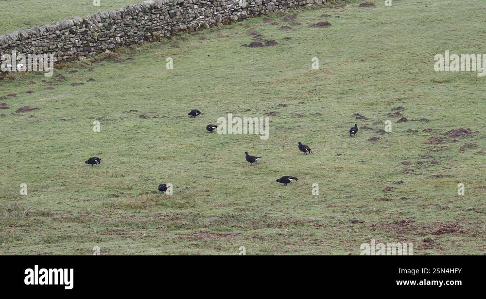 A flock of male Black Grouse, Lyrurus tetrix in a field in Teesdale ...