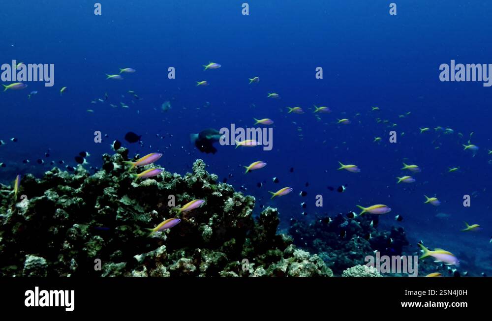 Mauritius fish Stock Videos & Footage - HD and 4K Video Clips - Alamy