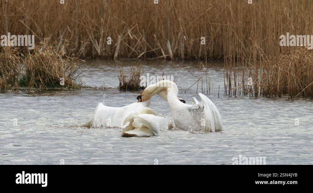A violent territorial fight between two male Mute Swans at Brigsteer ...