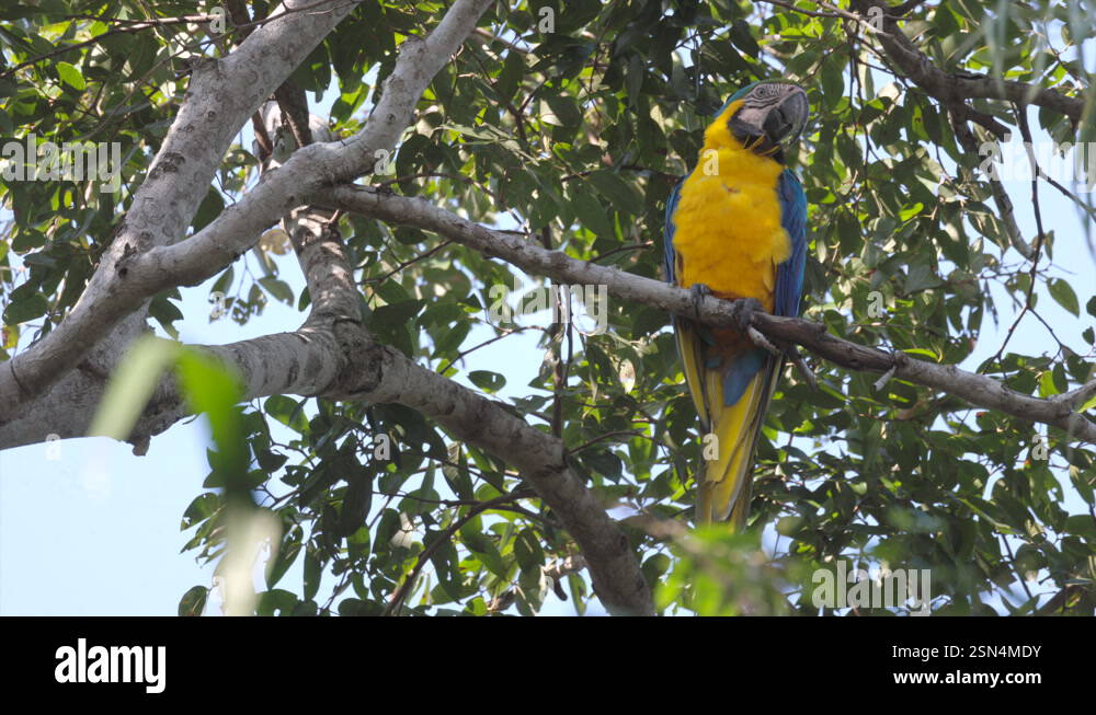 Single Blue-and-yellow Macaw parrot endangered threatened rainforest ...