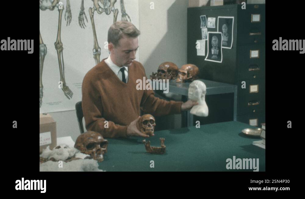 1950s: Man in laboratory, holds up model of early human skull, sets ...