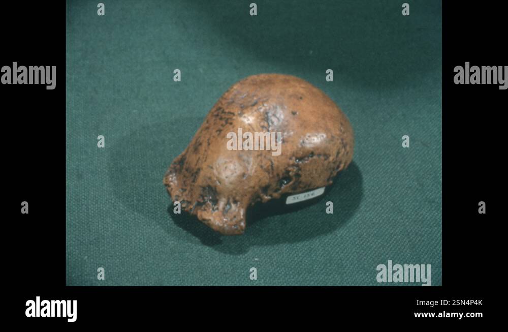1950s: Close up, model of top of human skull, hands pick up skull ...